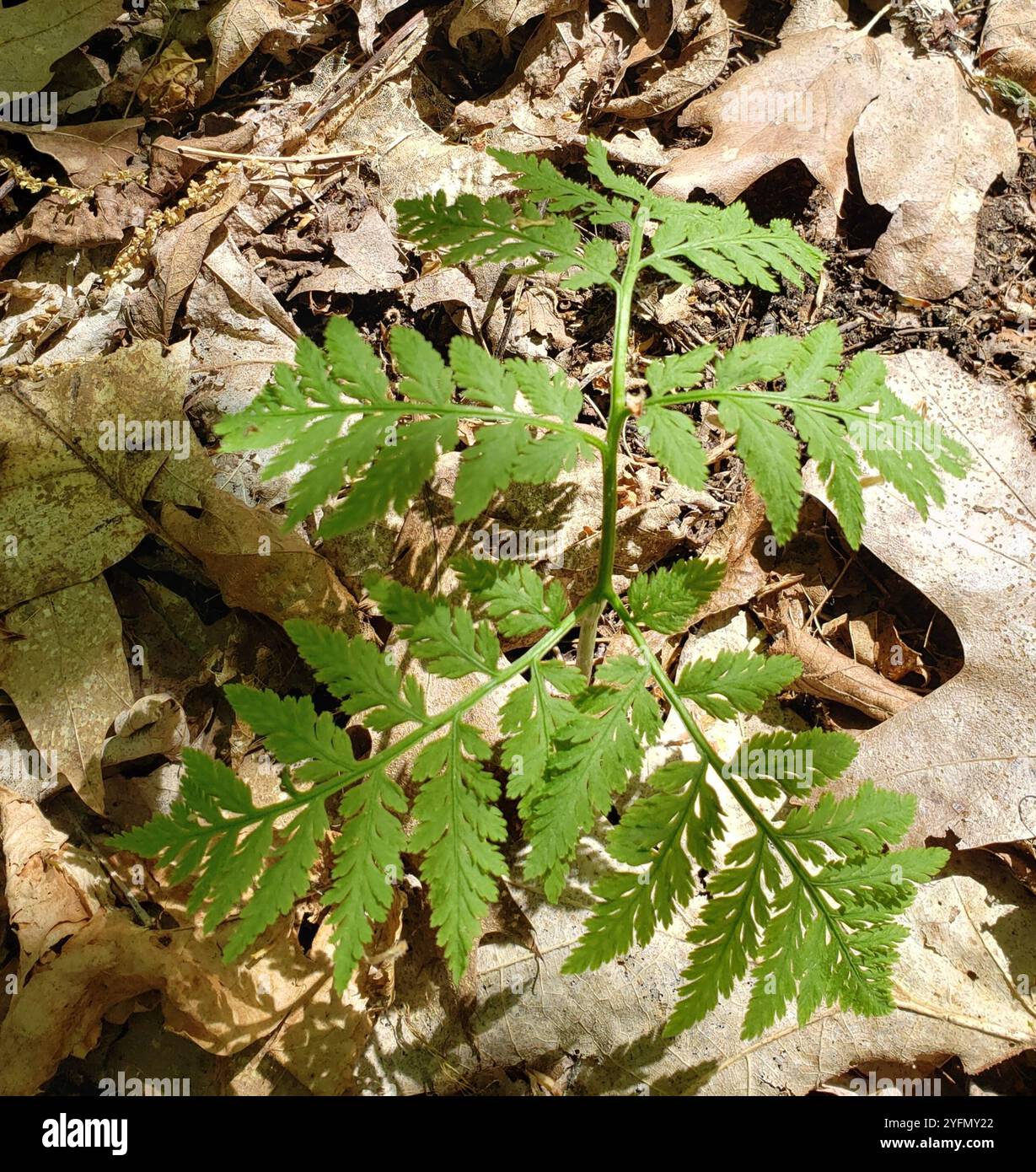 rattlesnake fern (Botrypus virginianus Stock Photo - Alamy