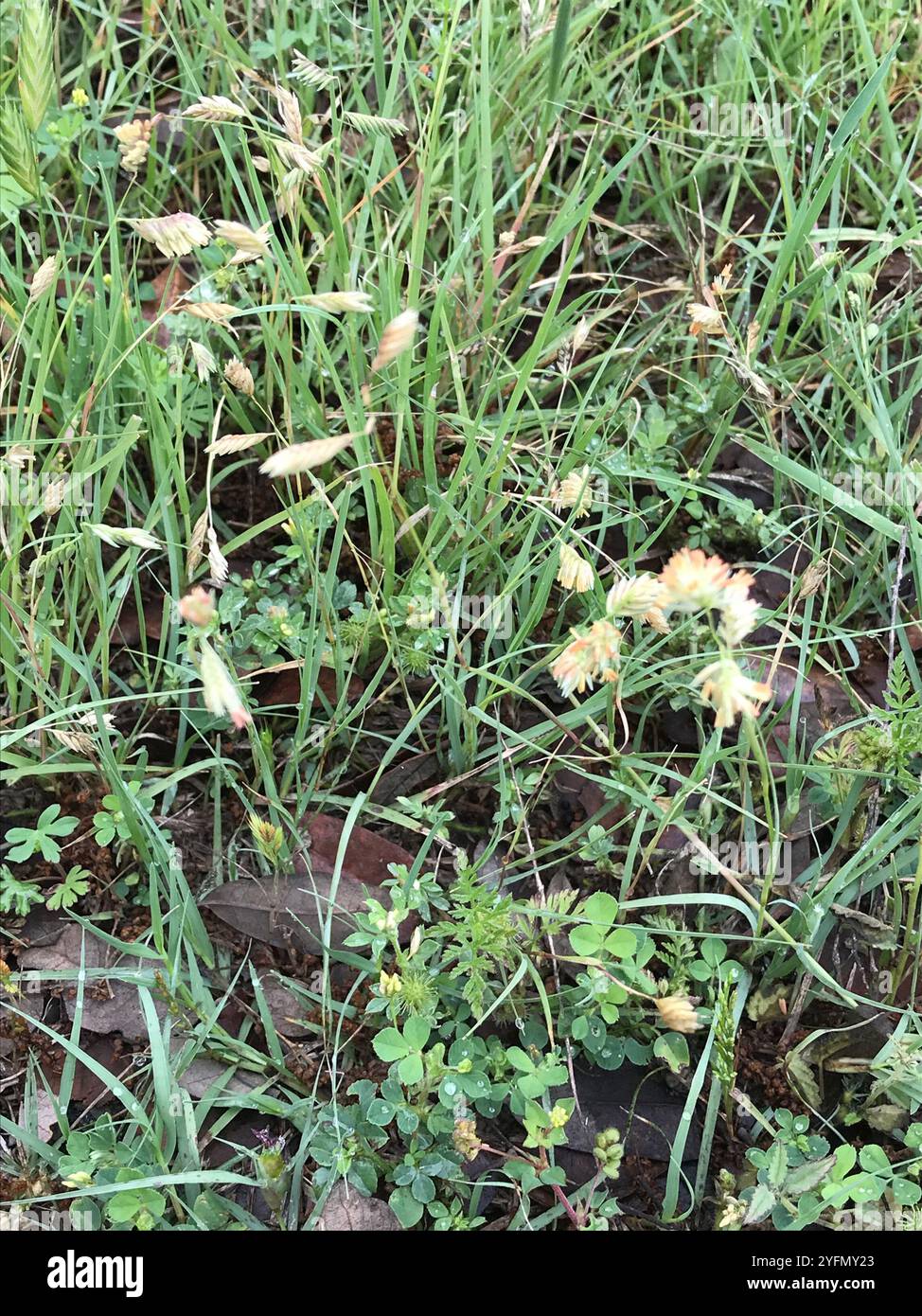 buffalograss (Bouteloua dactyloides Stock Photo - Alamy