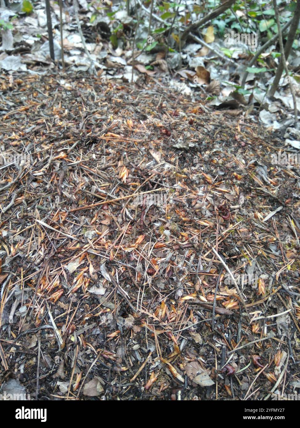 Wood, Mound, and Field Ants (Formica Stock Photo - Alamy