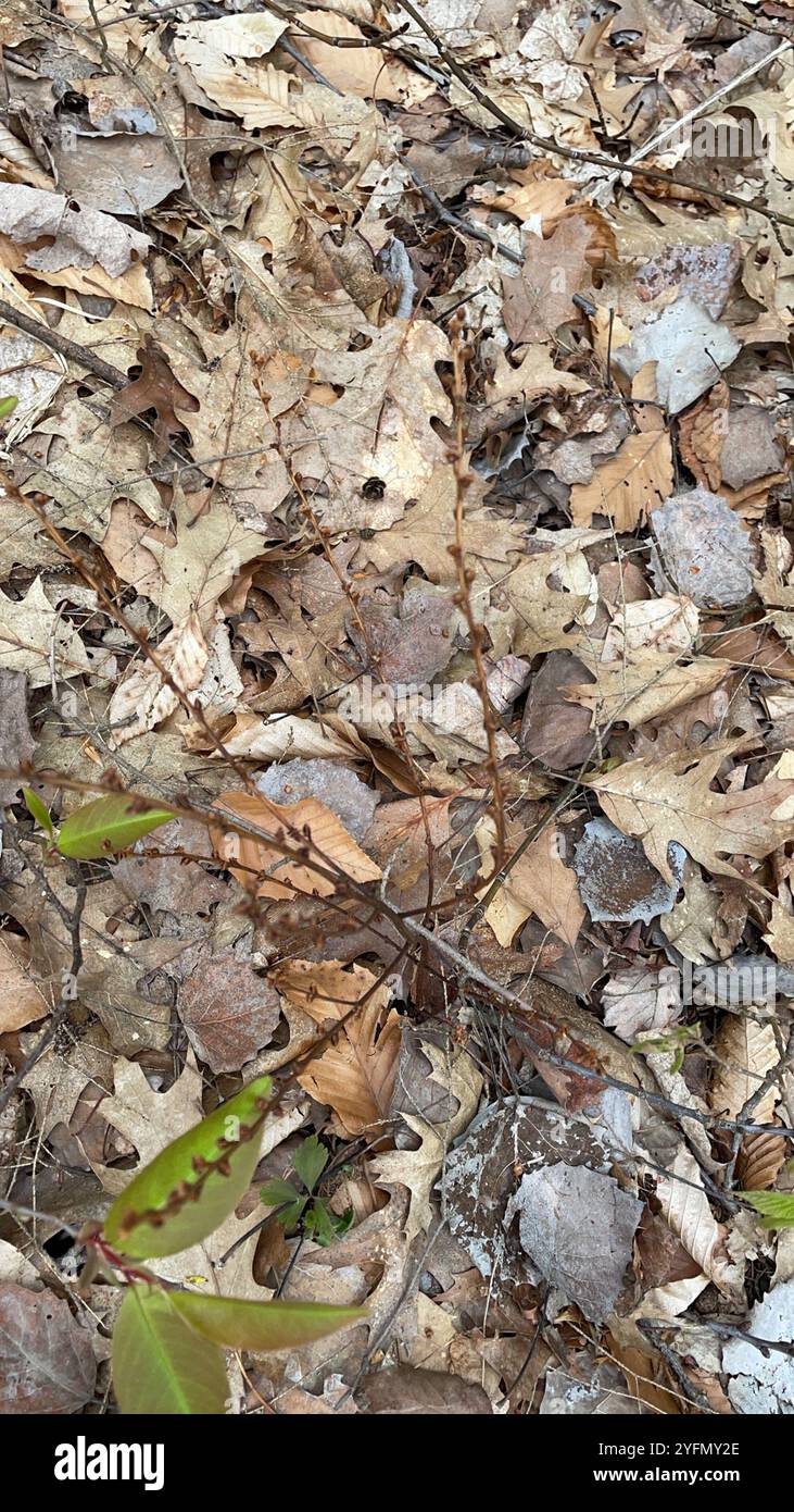 Beechdrops (Epifagus virginiana Stock Photo - Alamy