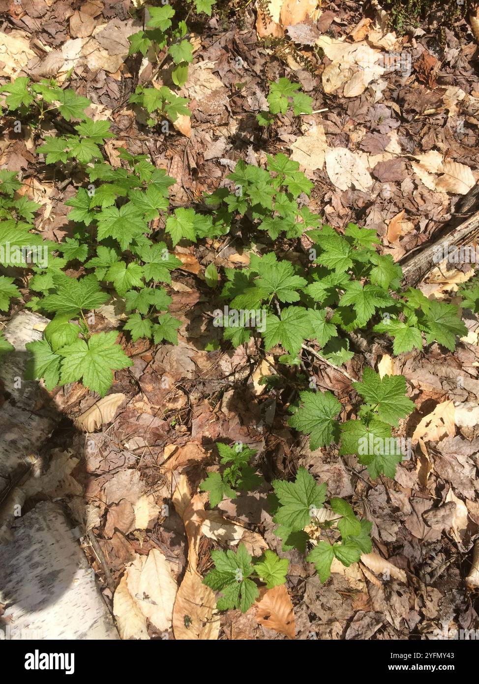 Ribes glandulosum hi-res stock photography and images - Alamy