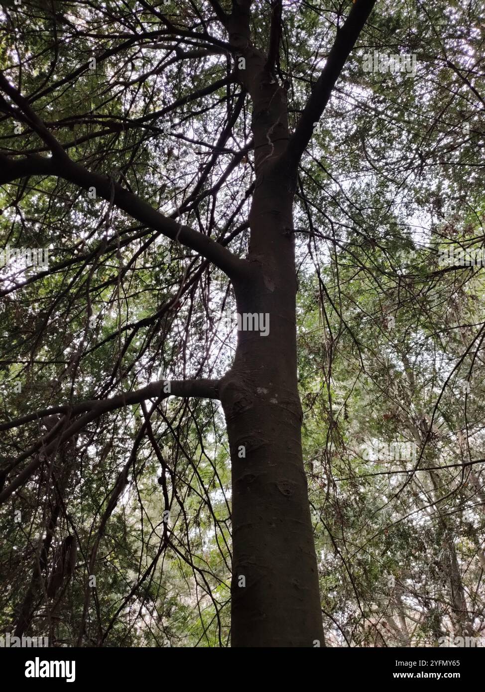 Miro (Pectinopitys ferruginea Stock Photo - Alamy