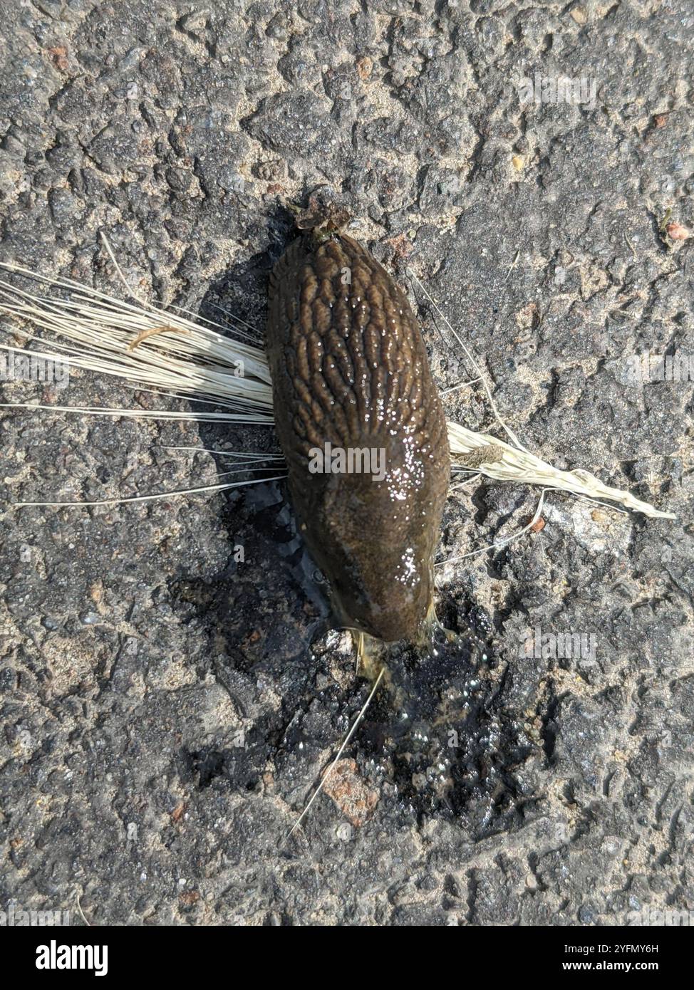 Spanish Slug (Arion vulgaris Stock Photo - Alamy