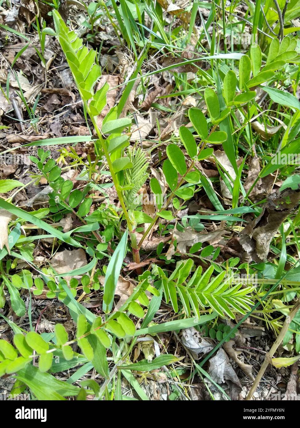 Canadian milkvetch (Astragalus canadensis Stock Photo - Alamy