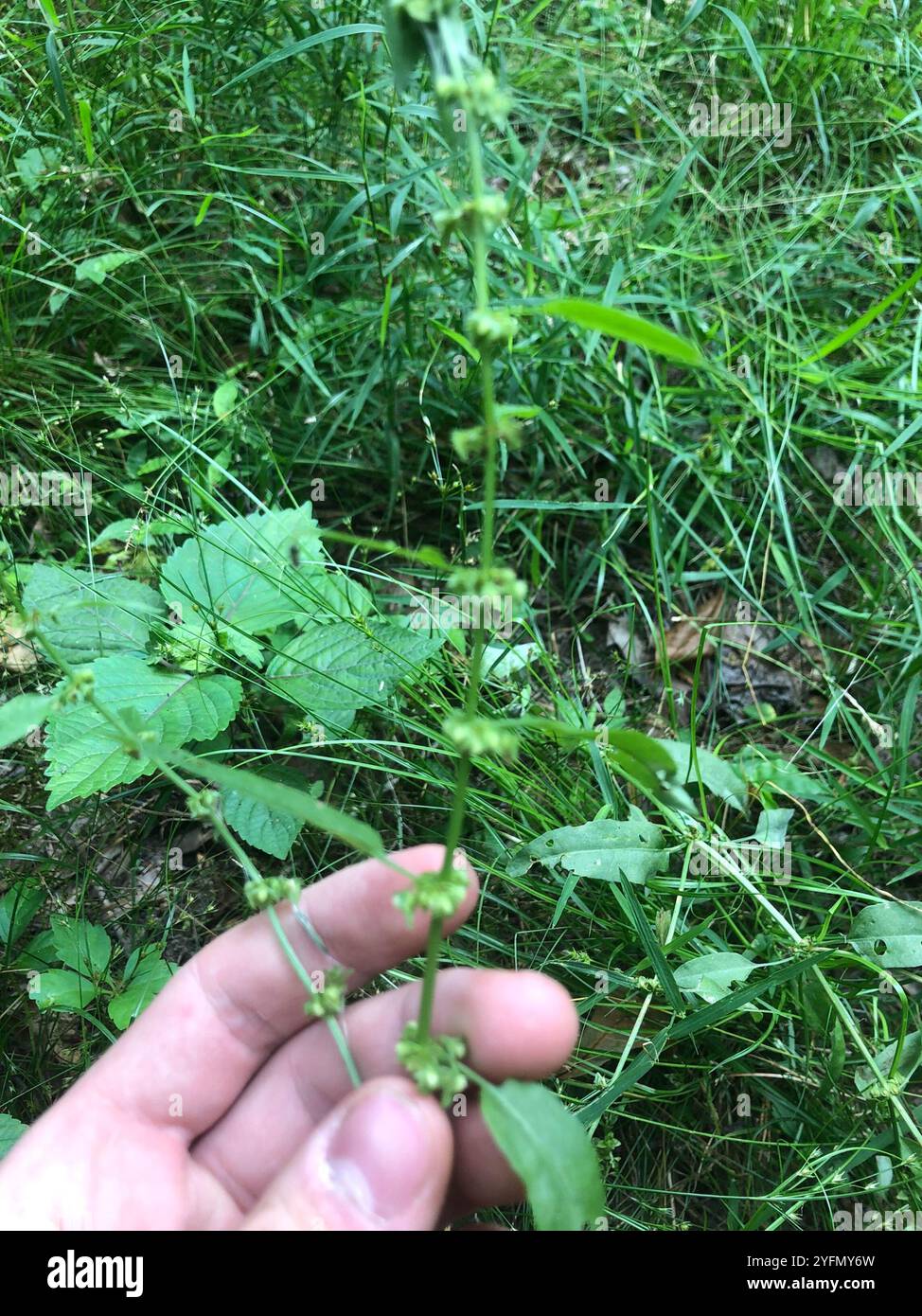 fiddle dock (Rumex pulcher Stock Photo - Alamy