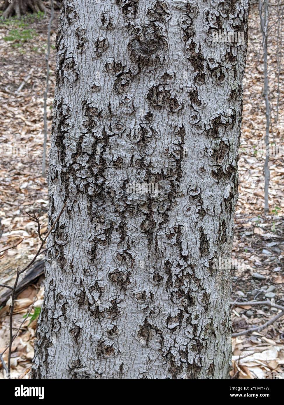 Beech Bark Canker Fungus (Neonectria faginata Stock Photo - Alamy