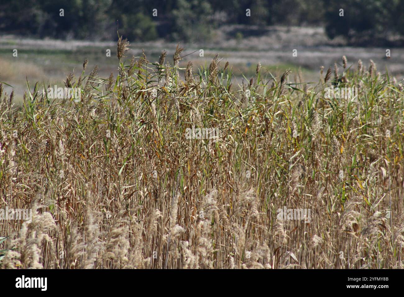 common reed (Phragmites australis Stock Photo - Alamy