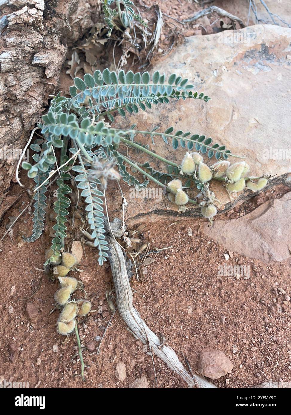 Woolly Locoweed (Astragalus mollissimus Stock Photo - Alamy