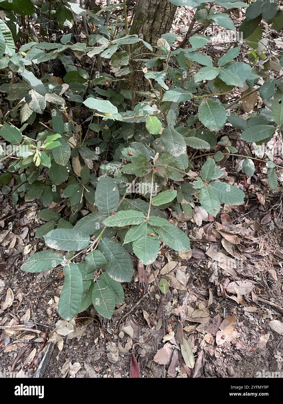 Tanoak (Notholithocarpus densiflorus Stock Photo - Alamy