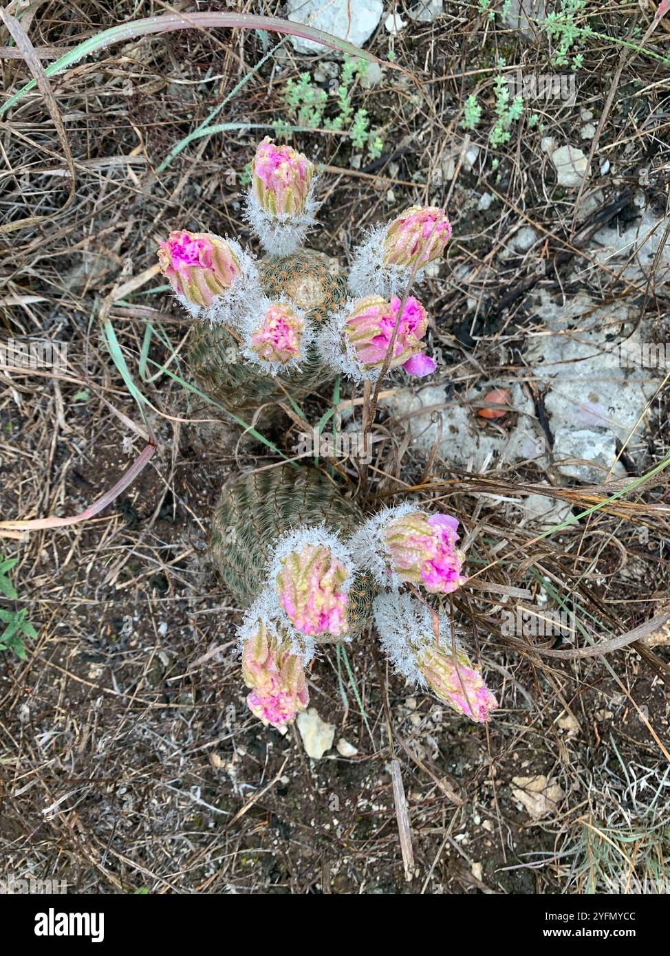 white lace cactus of Texas (Echinocereus reichenbachii caespitosus ...