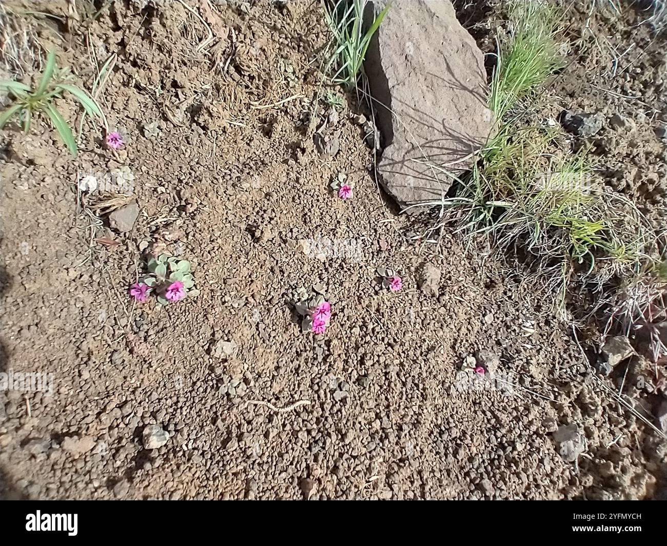 Nesom's Monkeyflower (Diplacus cusickioides Stock Photo - Alamy