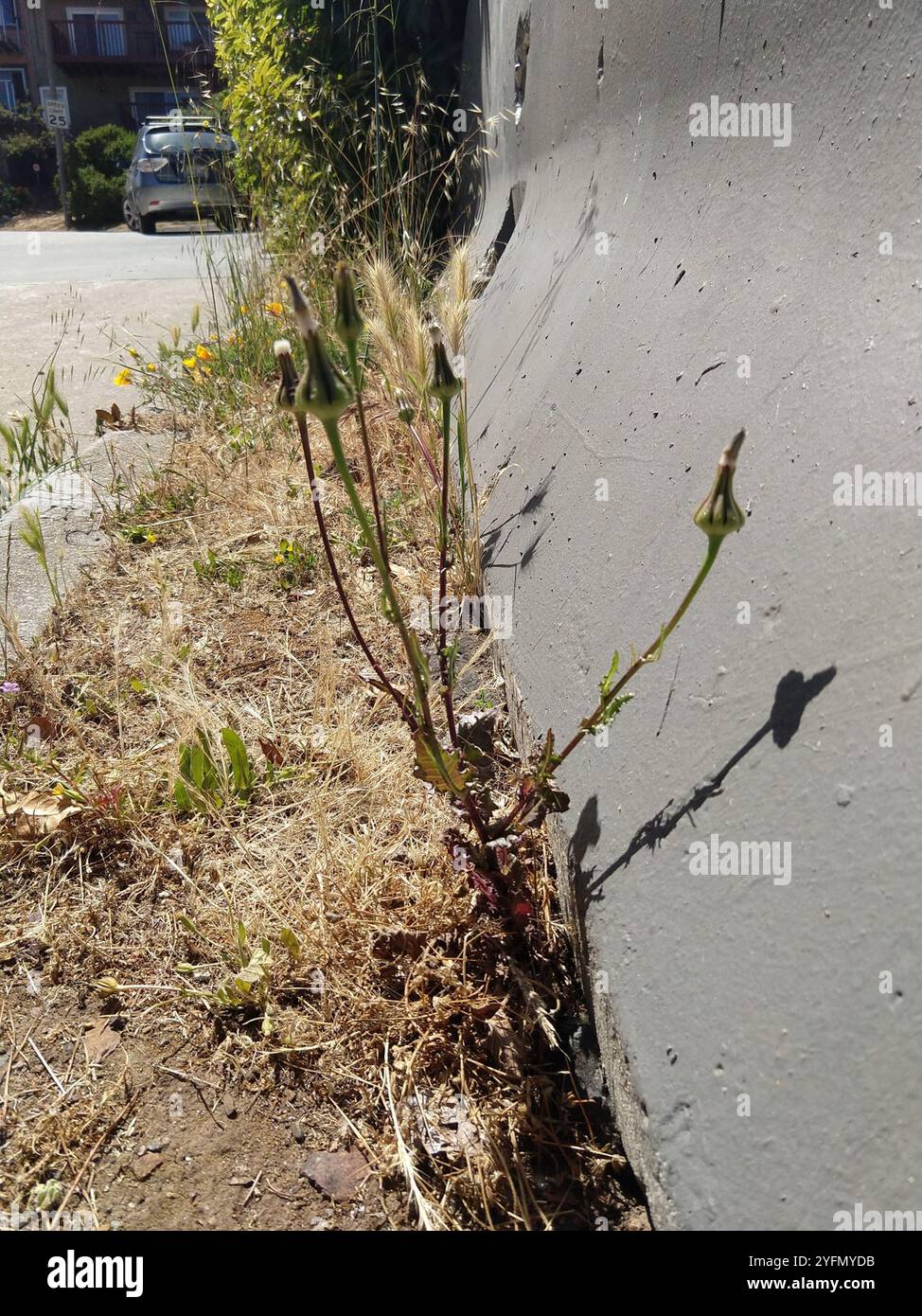 False Hawkbit (Urospermum picroides Stock Photo - Alamy