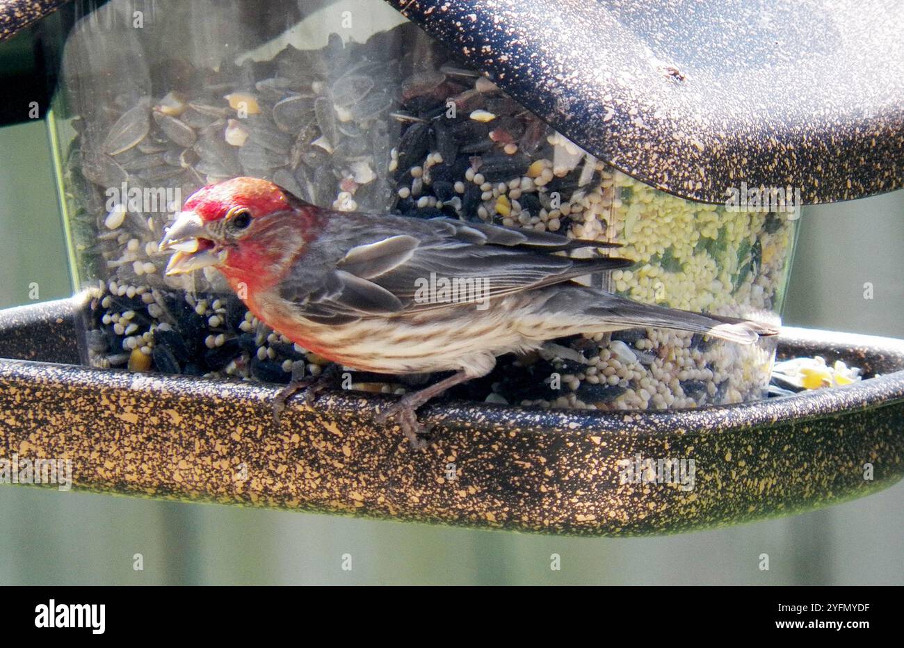 House Finch (Haemorhous mexicanus Stock Photo - Alamy