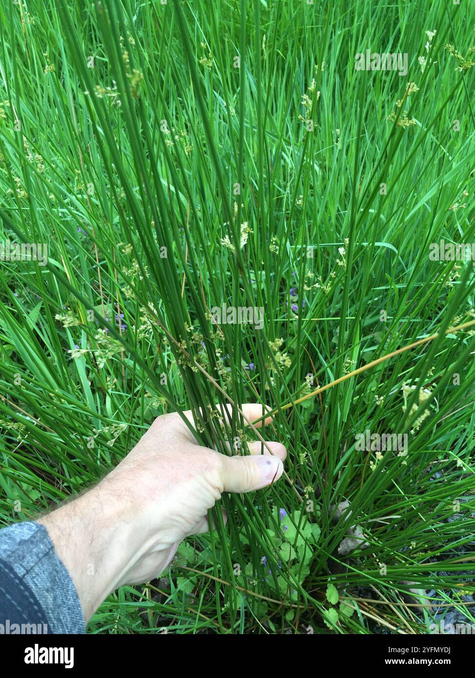 Soft Rush (Juncus effusus Stock Photo - Alamy