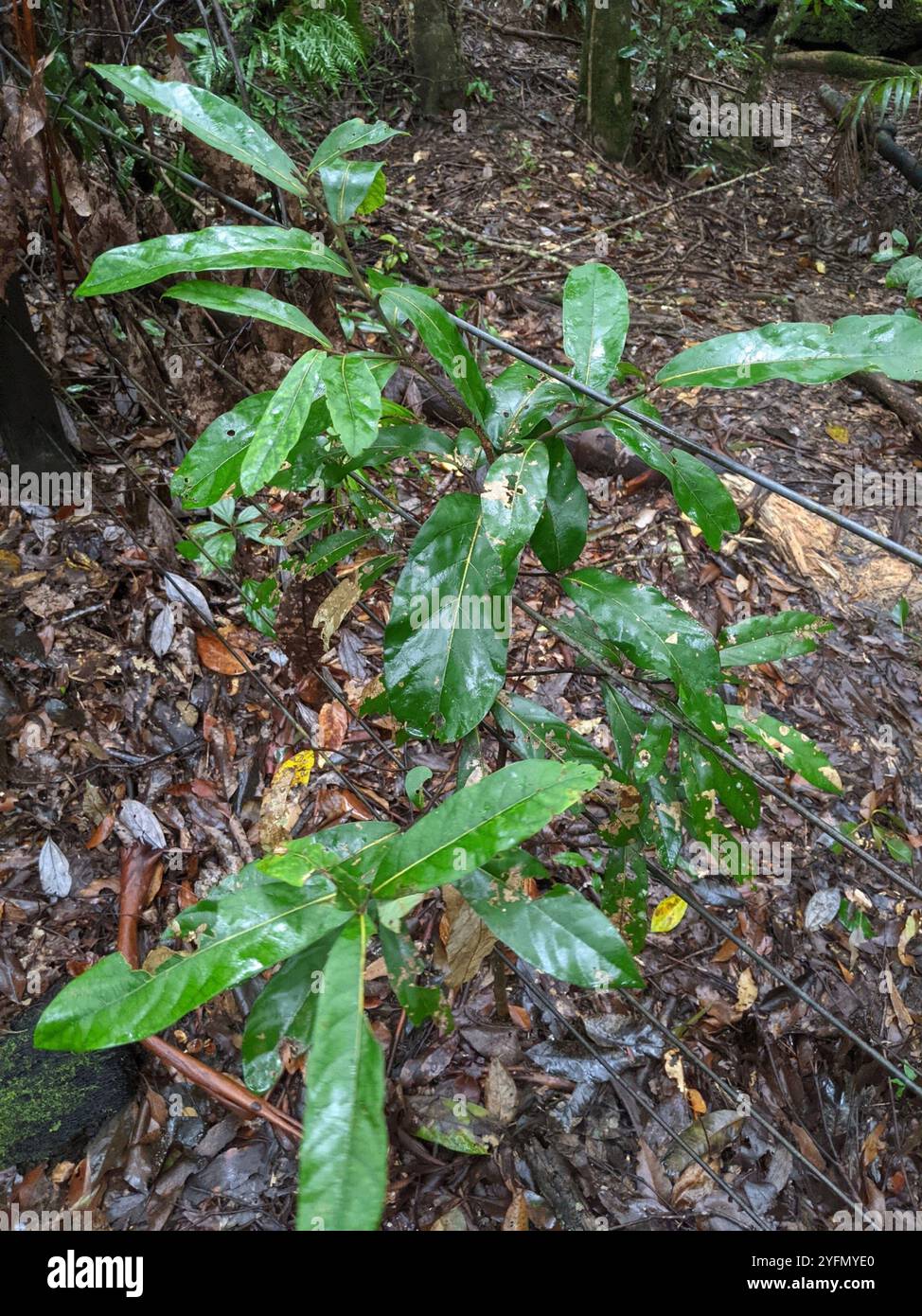 White Walnut (Cryptocarya obovata Stock Photo - Alamy