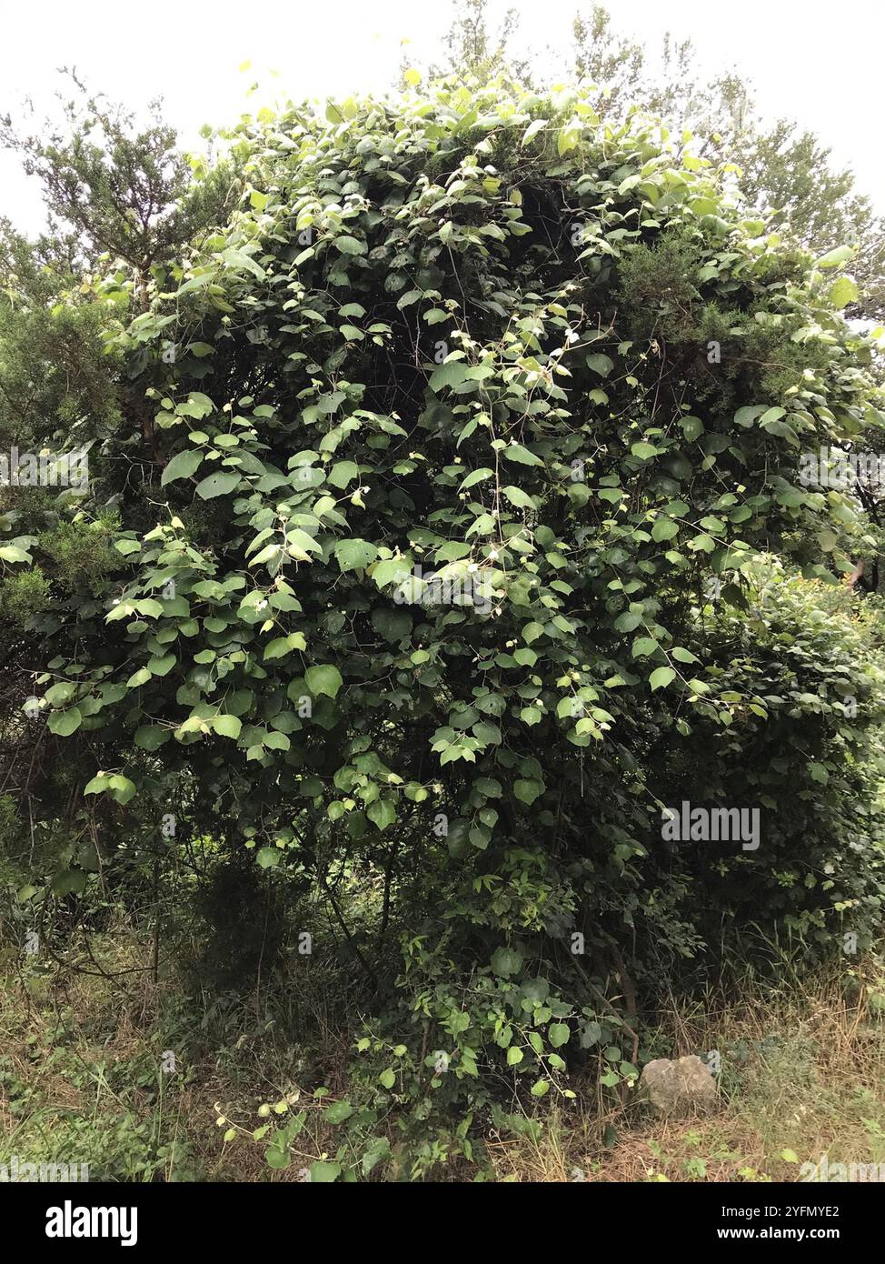 mustang grape (Vitis mustangensis Stock Photo - Alamy