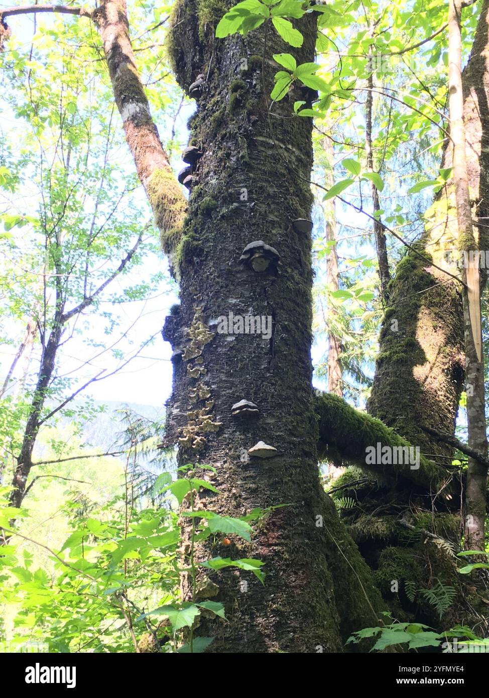 Ochre-banded Conk (Fomitopsis ochracea Stock Photo - Alamy