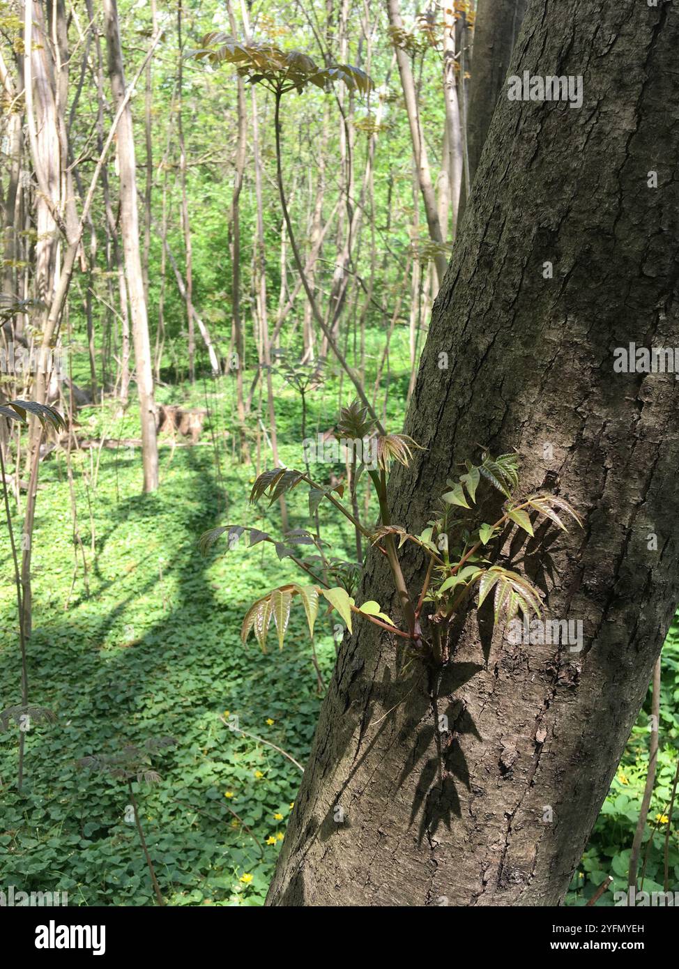 Tun tree (Toona sinensis Stock Photo - Alamy