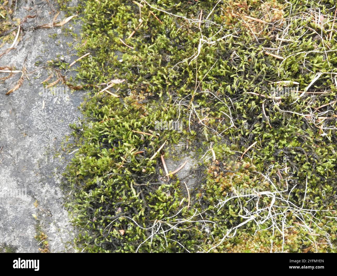 Yellow fringe moss hi-res stock photography and images - Alamy