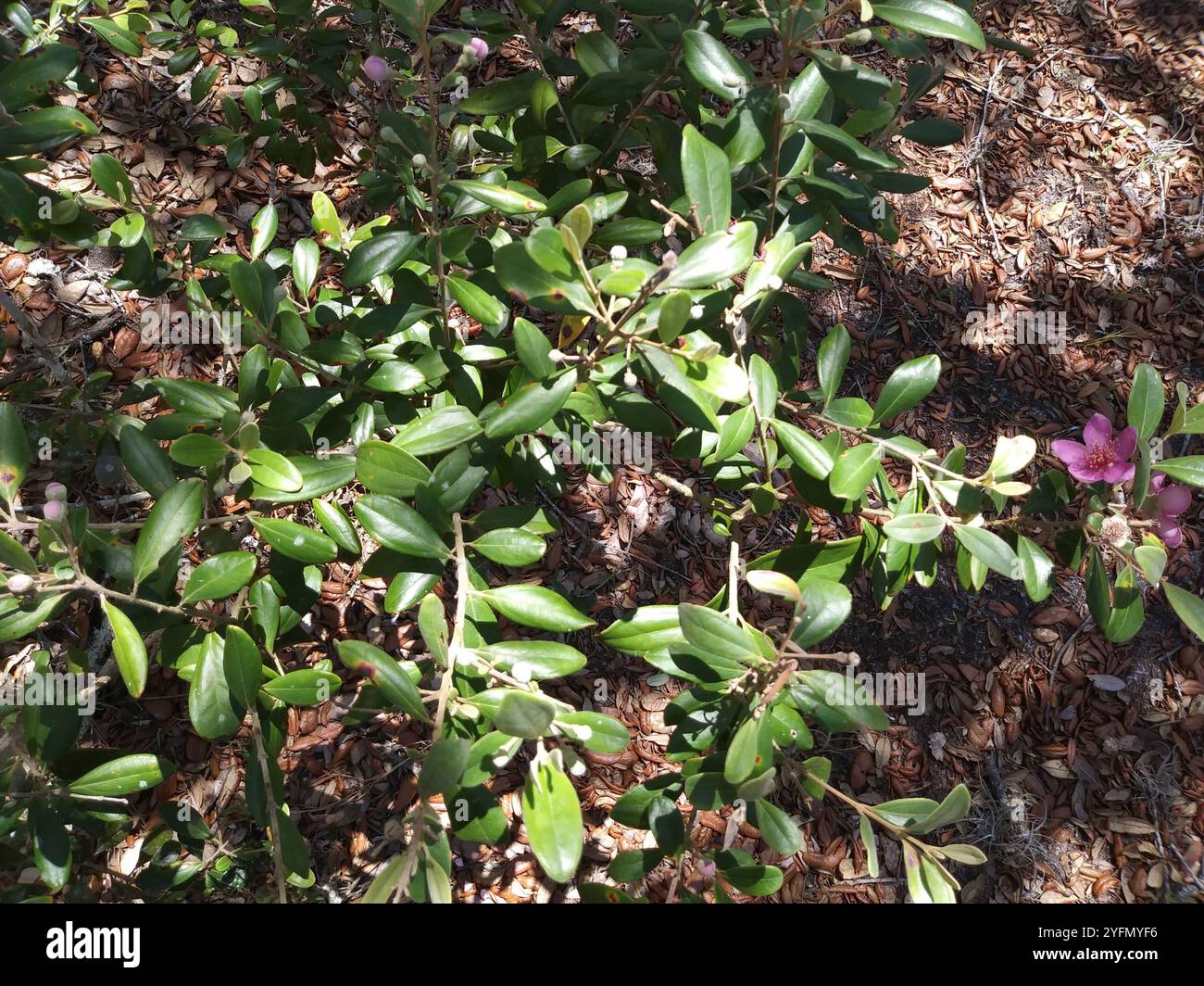 Rhodomyrtus tomentosa hi-res stock photography and images - Alamy