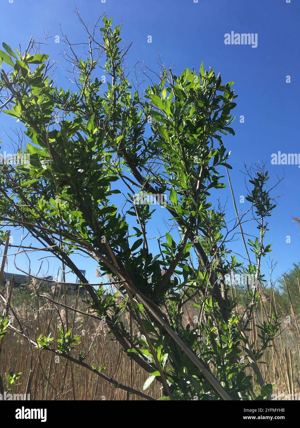 groundsel tree (Baccharis halimifolia Stock Photo - Alamy