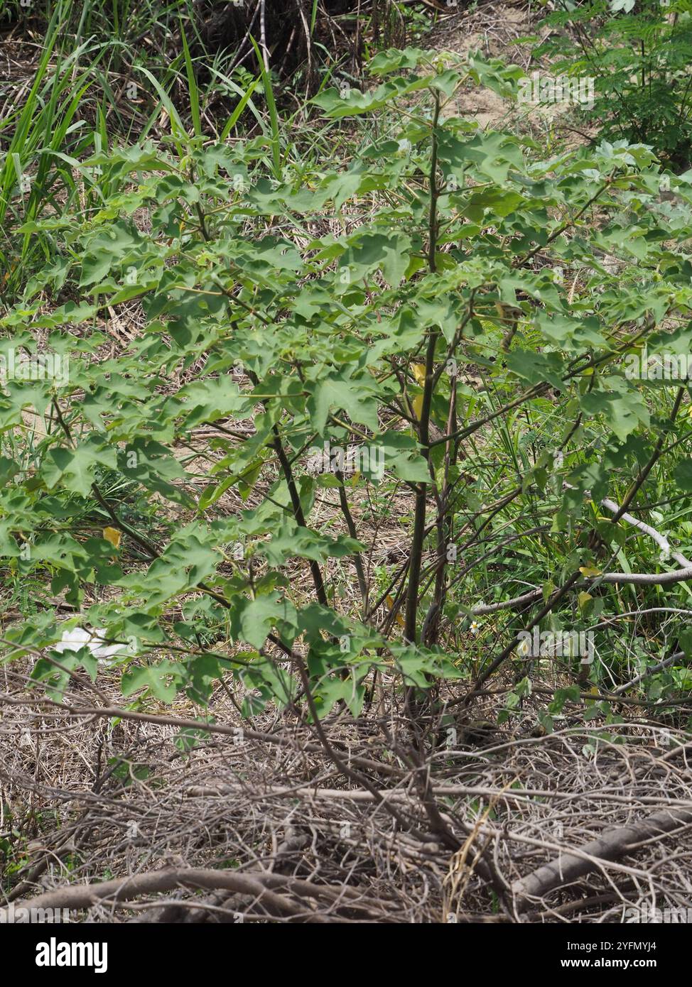 Paper mulberry (Broussonetia papyrifera Stock Photo - Alamy
