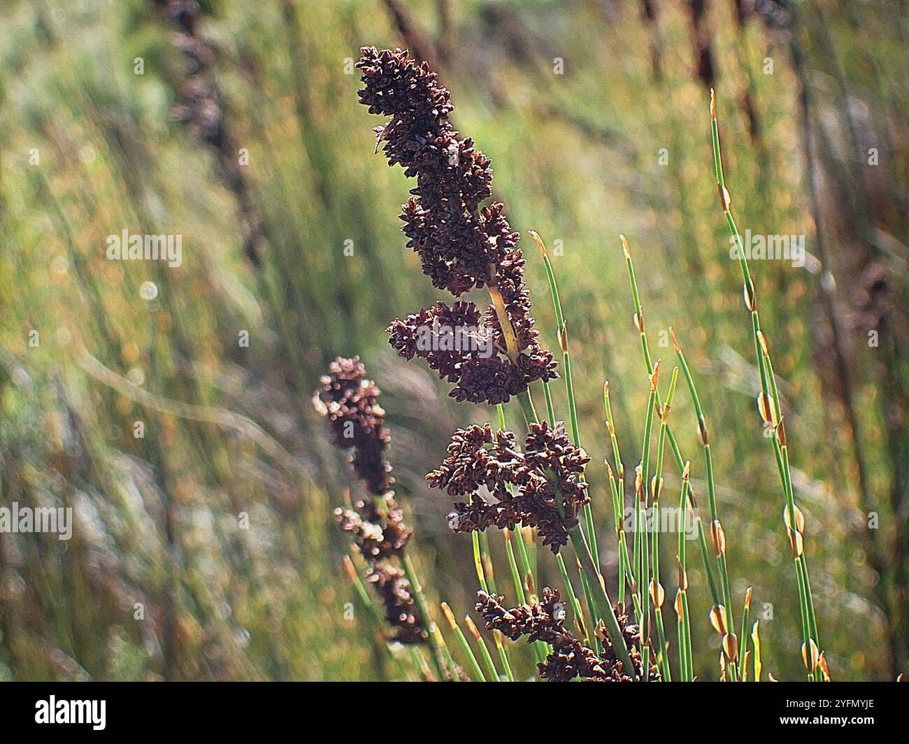 Reed broom hi-res stock photography and images - Alamy