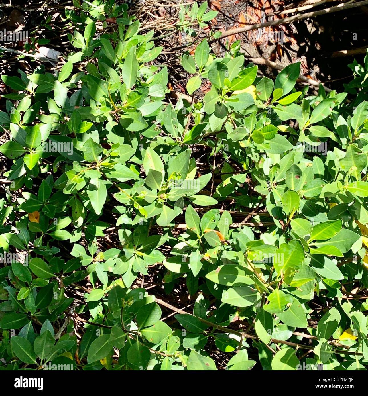 red mangrove (Rhizophora mangle Stock Photo - Alamy