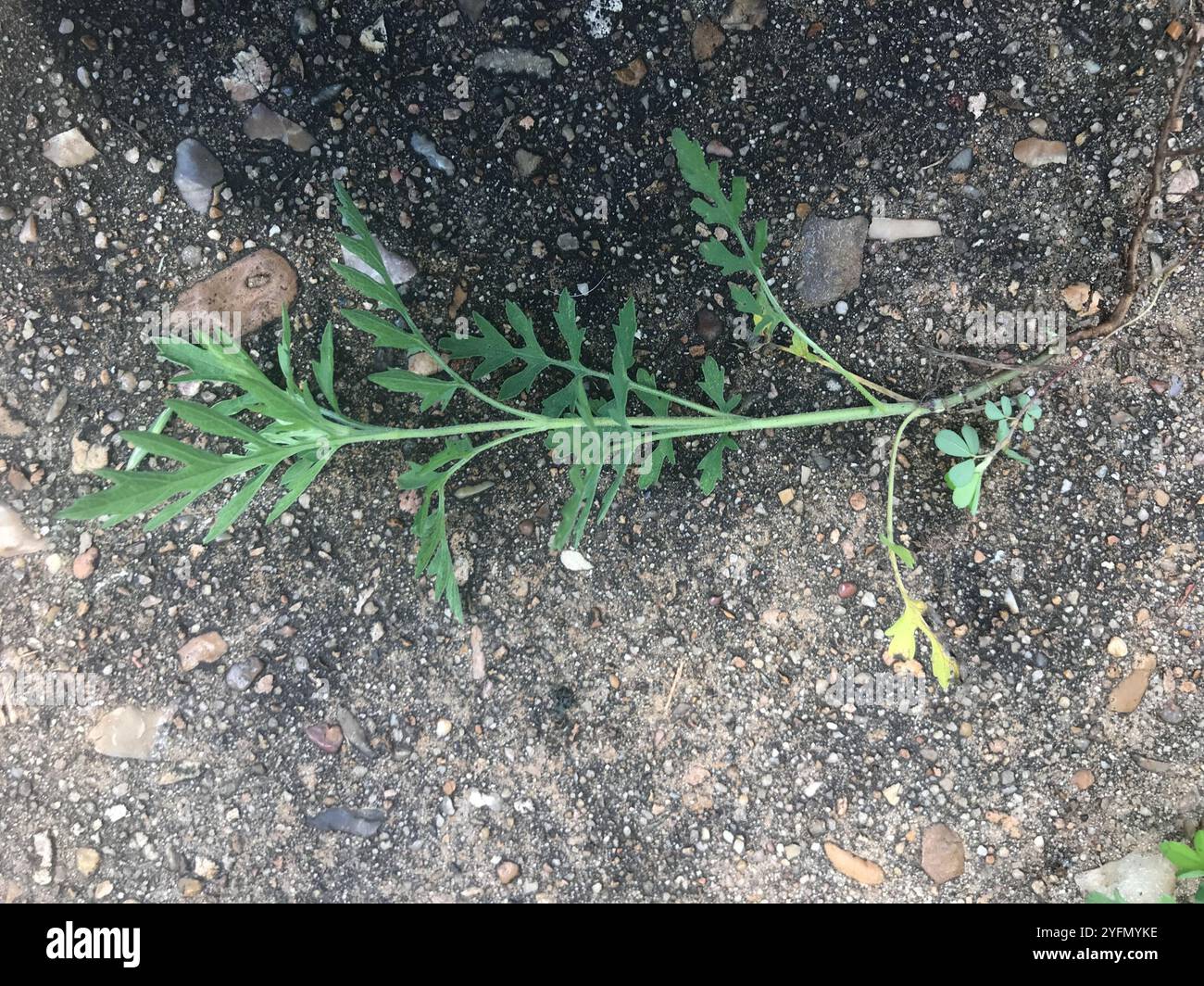 common ragweed (Ambrosia artemisiifolia Stock Photo - Alamy