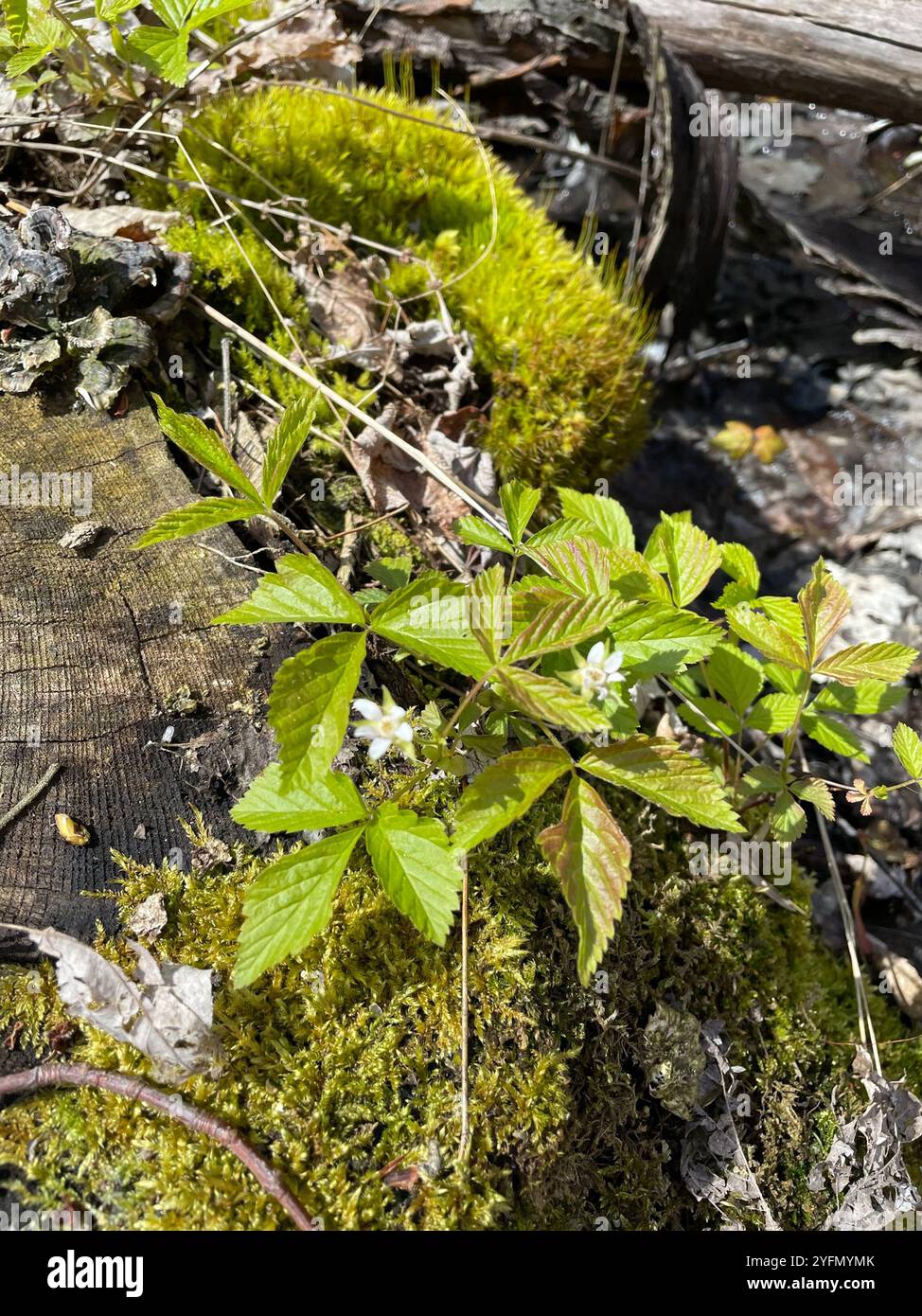 dwarf raspberry (Rubus pubescens Stock Photo - Alamy
