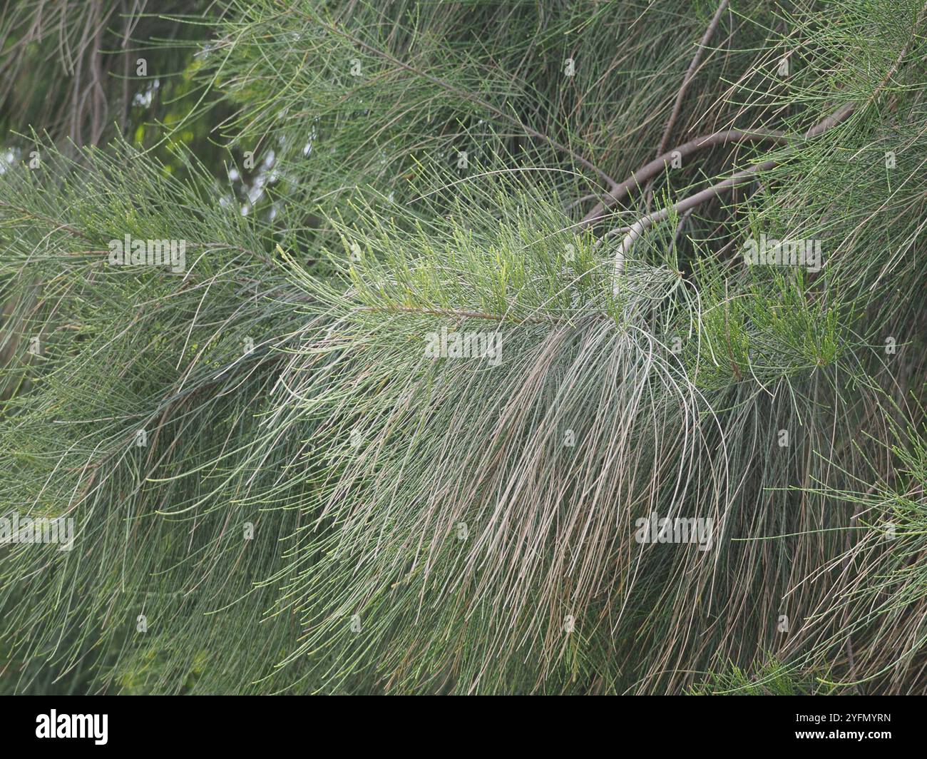 Beach Sheoak (Casuarina equisetifolia Stock Photo - Alamy