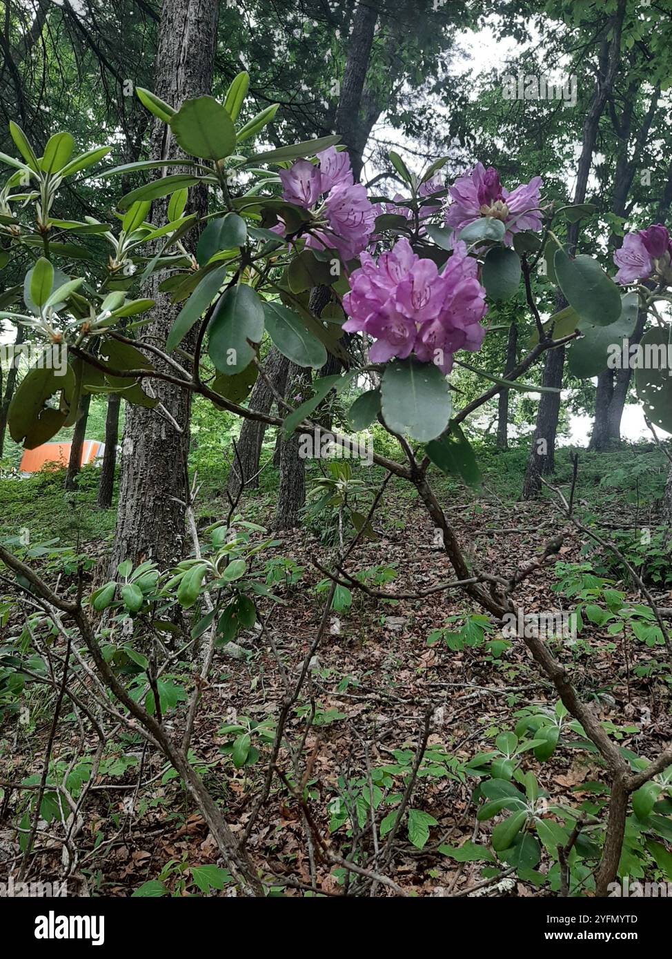 rhododendrons and azaleas (Rhododendron Stock Photo - Alamy