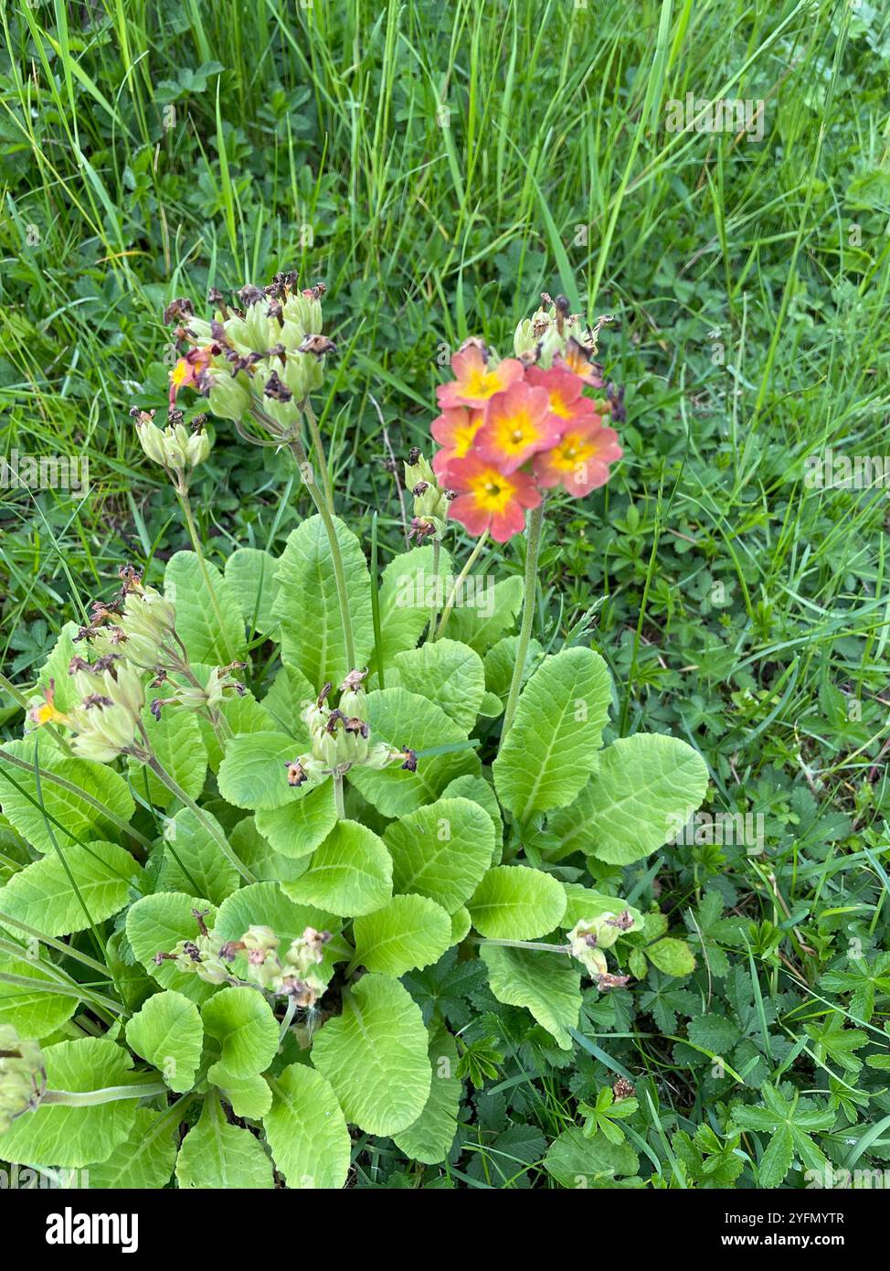 Polyanthus (Primula × polyantha Stock Photo - Alamy