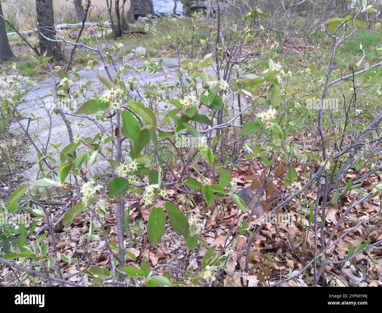 Nantucket Shadbush (Amelanchier nantucketensis Stock Photo - Alamy
