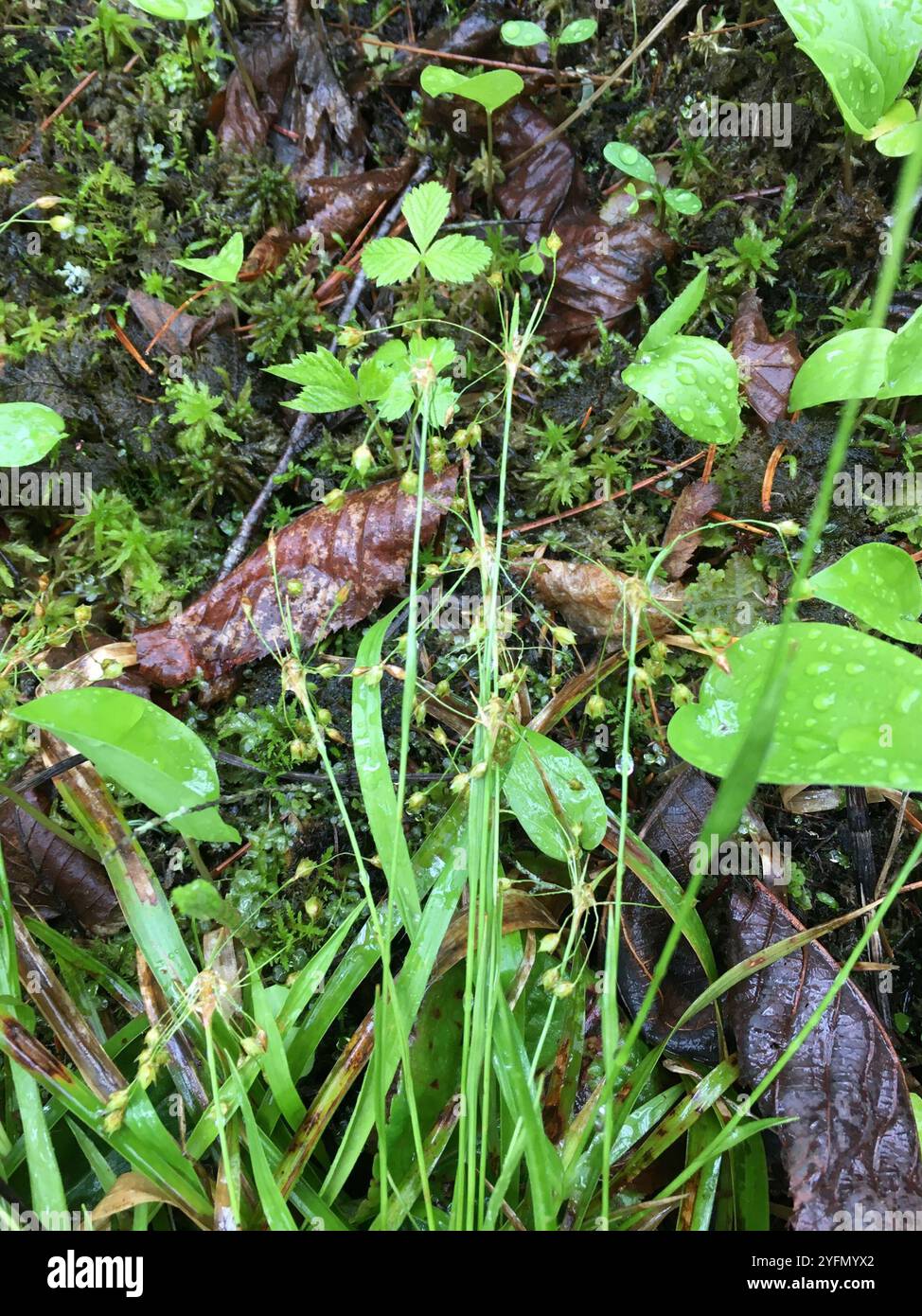 hairy woodrush (Luzula acuminata Stock Photo - Alamy