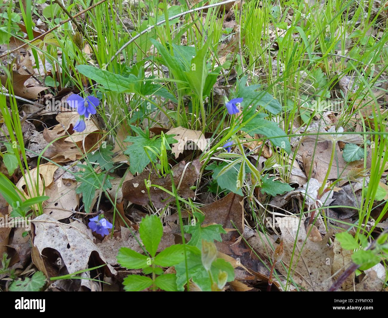 three-lobed violet (Viola palmata Stock Photo - Alamy