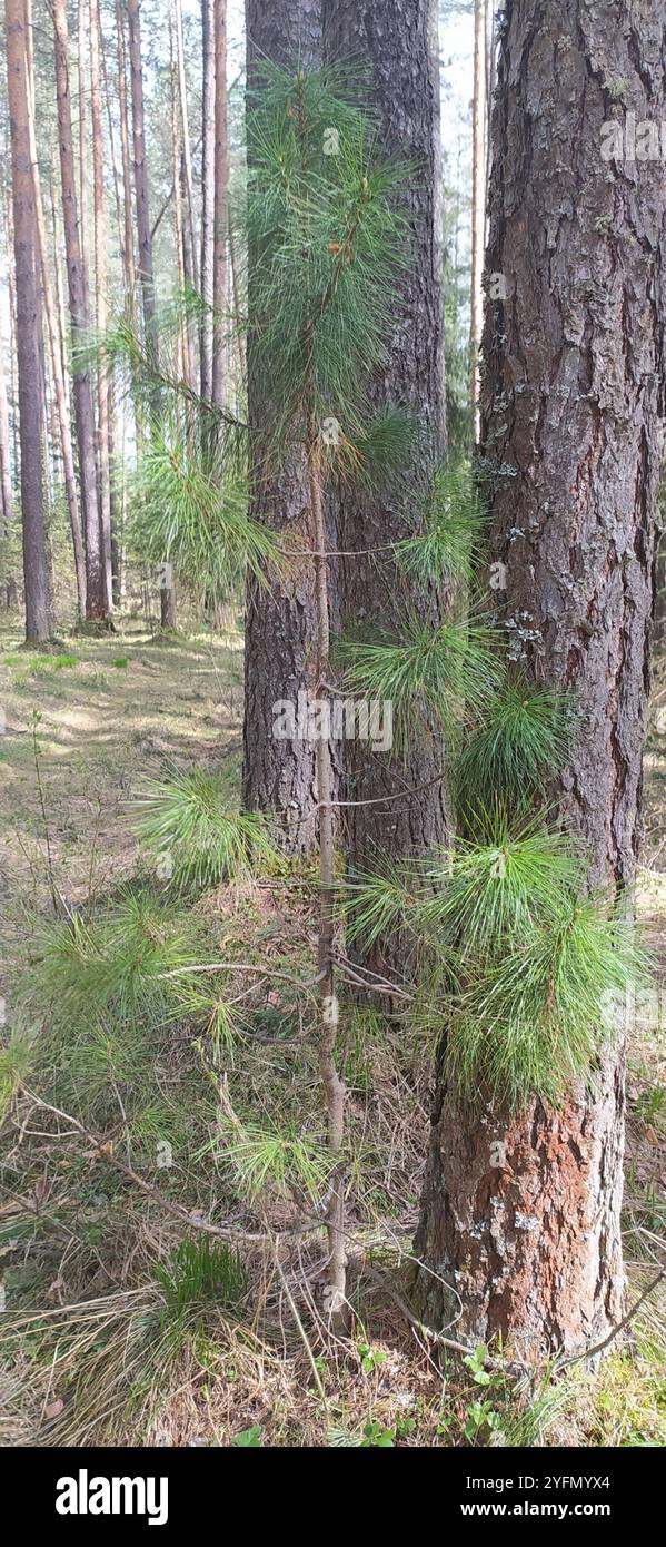 Siberian pine (Pinus sibirica Stock Photo - Alamy