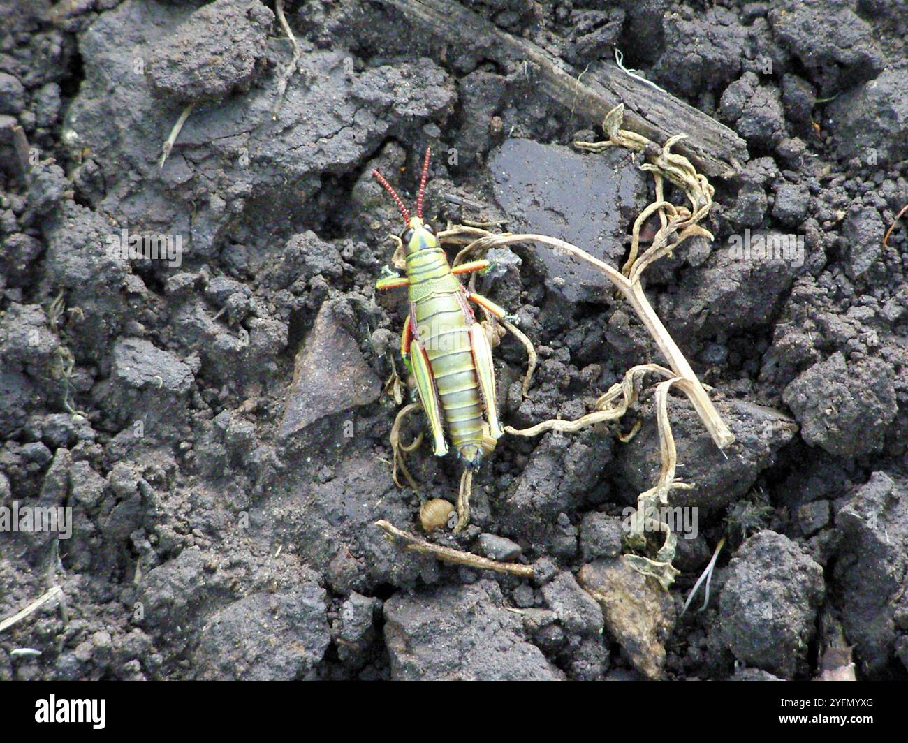 Agesander hi-res stock photography and images - Alamy