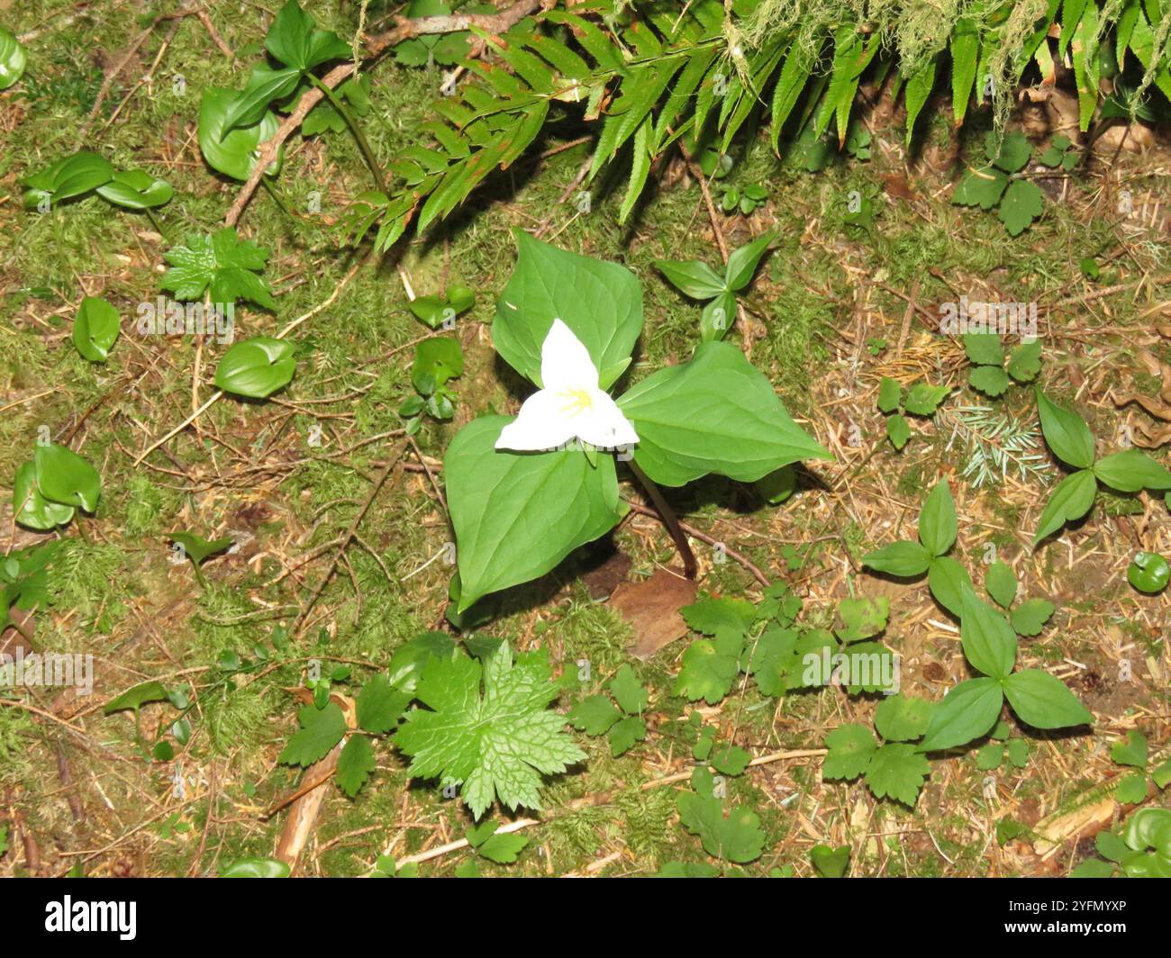 Pacific trillium (Trillium ovatum Stock Photo - Alamy