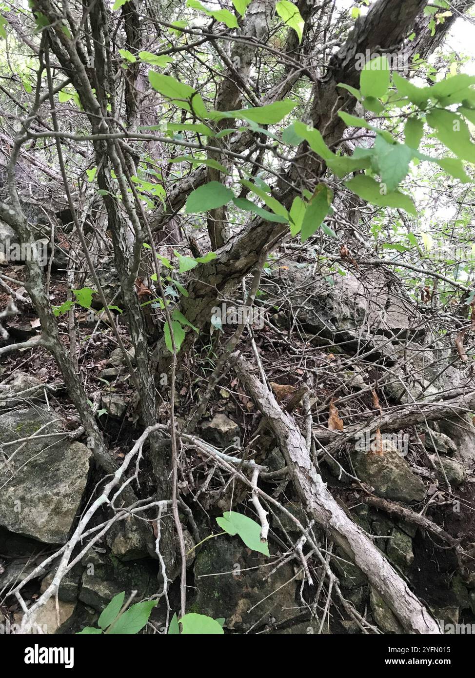 White Shin Oak (Quercus sinuata breviloba Stock Photo - Alamy