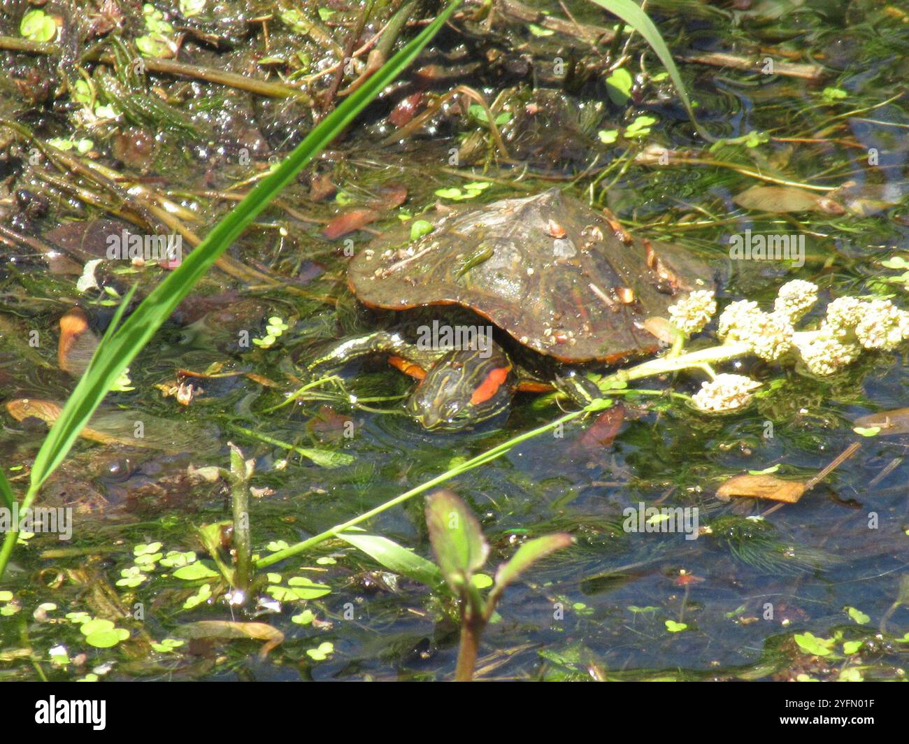 Red-eared Slider (Trachemys scripta elegans Stock Photo - Alamy