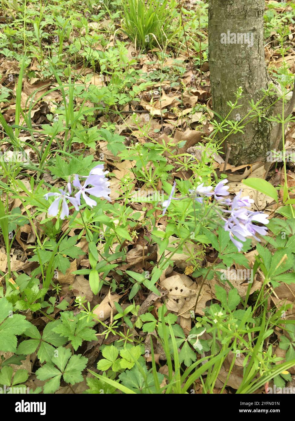 blue phlox (Phlox divaricata Stock Photo - Alamy
