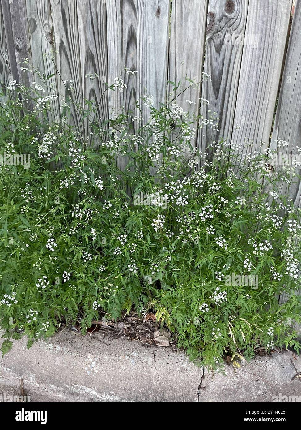 common hedge parsley (Torilis arvensis Stock Photo - Alamy