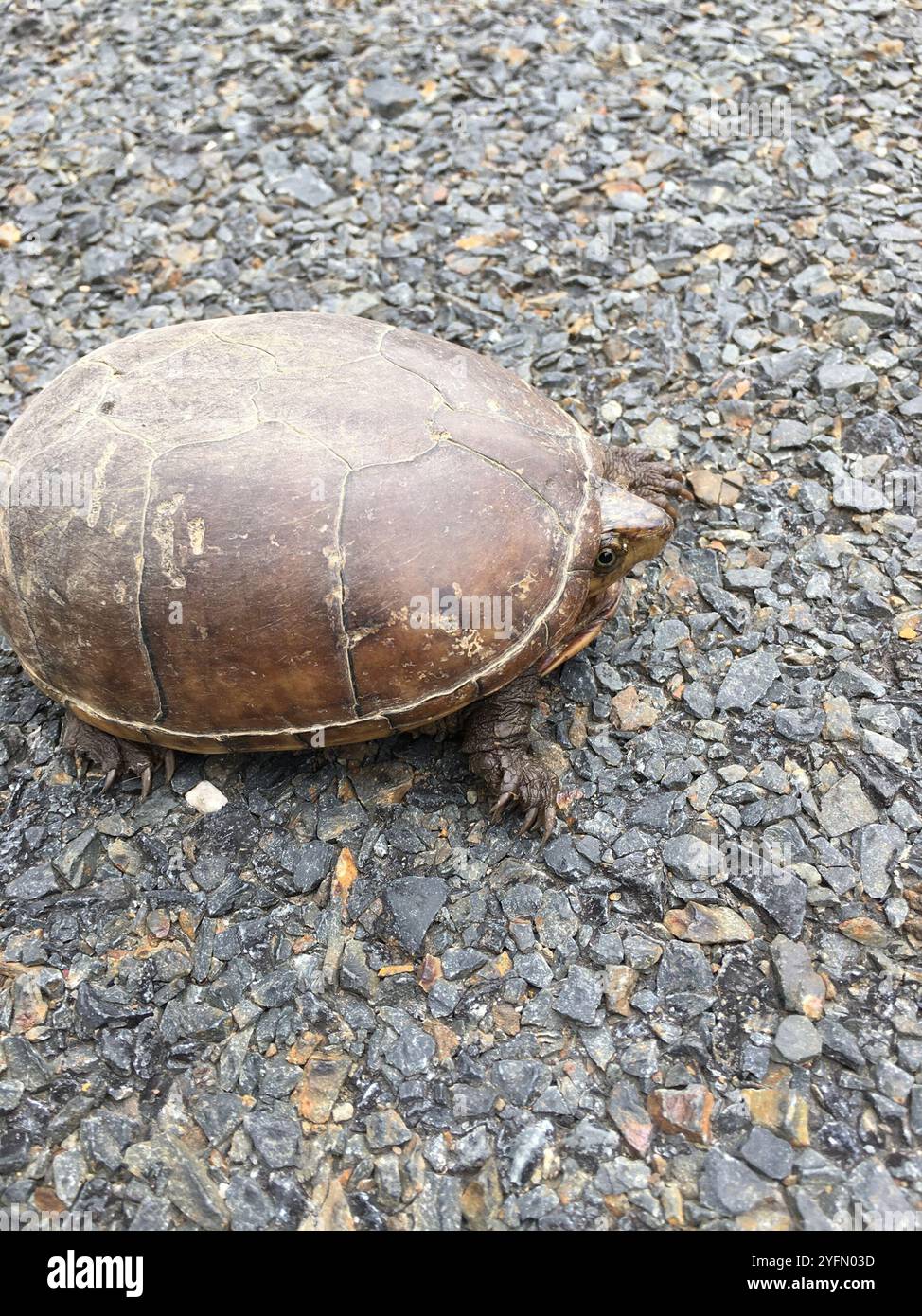 Eastern Mud Turtle (Kinosternon subrubrum Stock Photo - Alamy