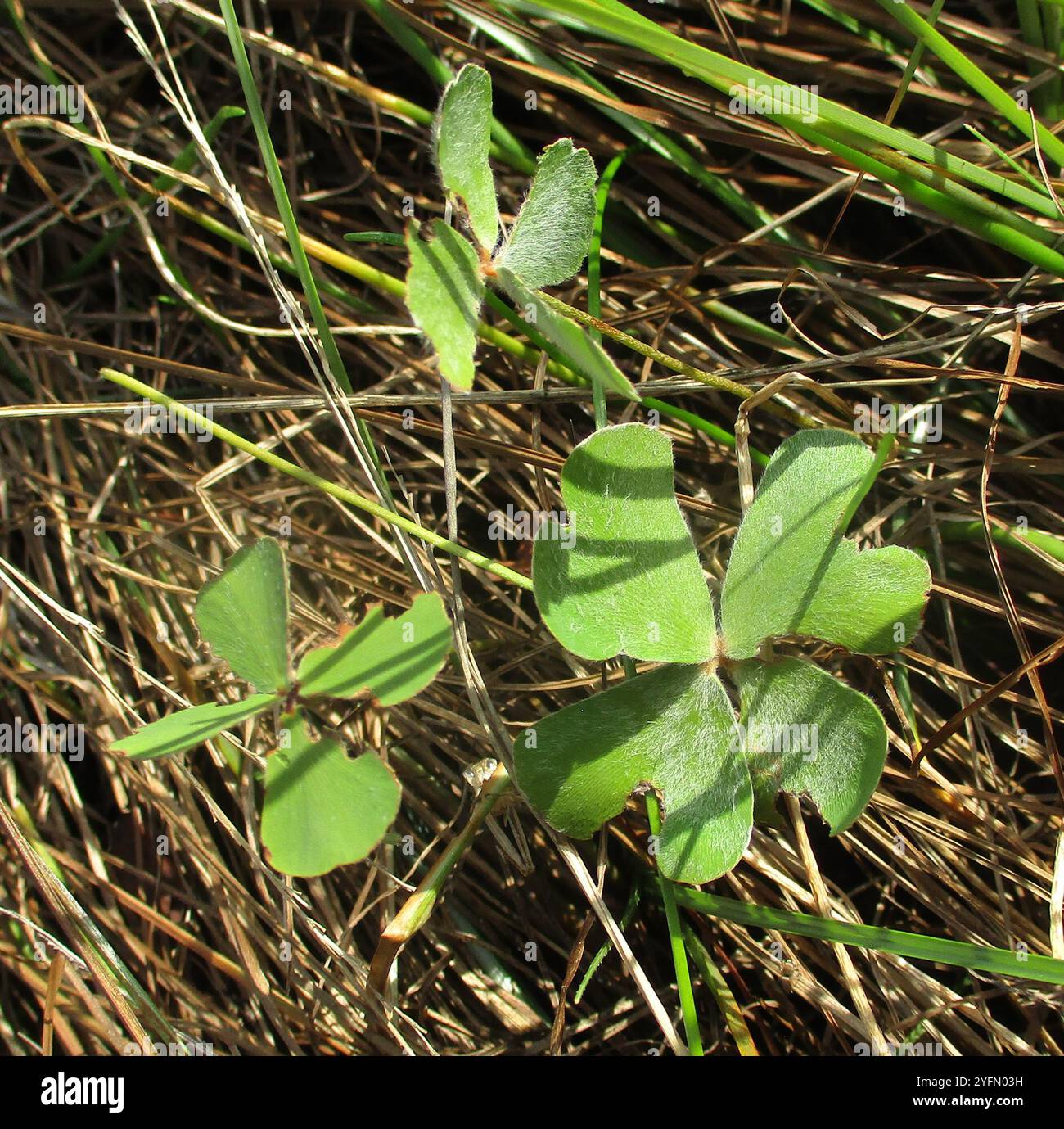 Helicopter Ferns (Marsilea Stock Photo - Alamy