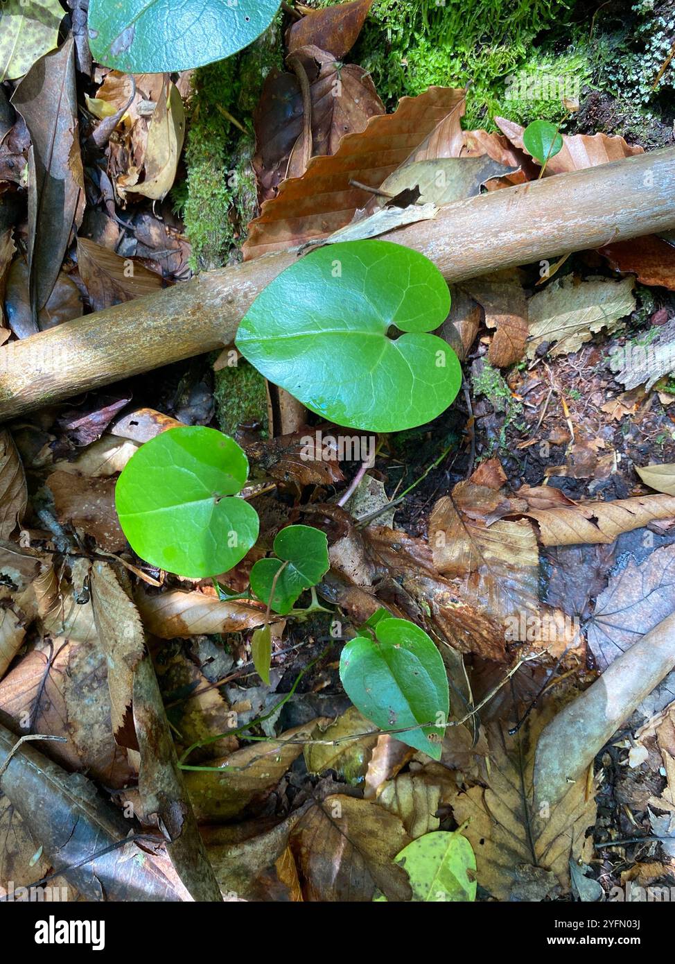 variable-leaf heartleaf (Asarum heterophyllum Stock Photo - Alamy
