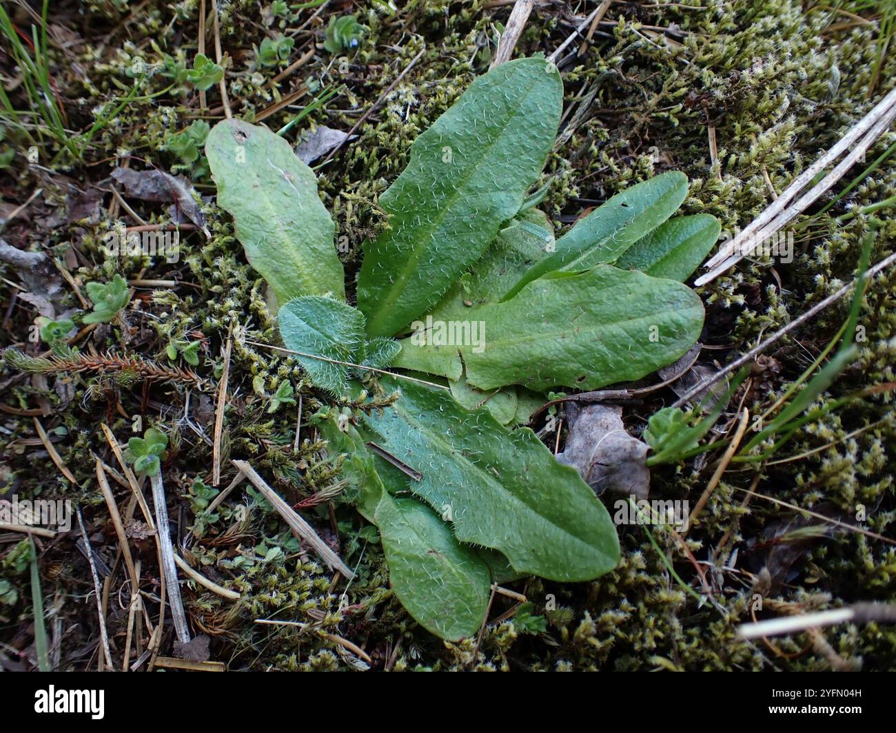 Common Cat's-ear (Hypochaeris radicata Stock Photo - Alamy