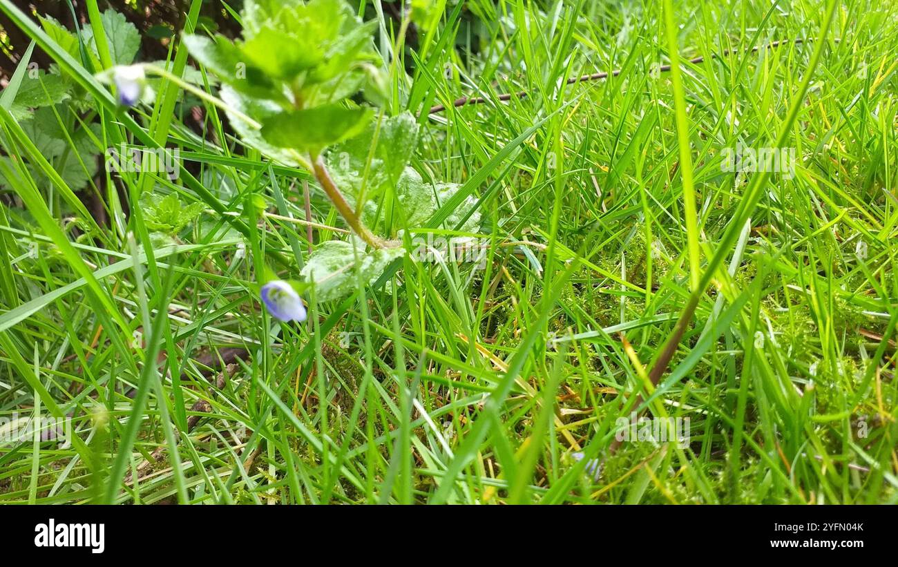 bird's-eye speedwell (Veronica persica Stock Photo - Alamy