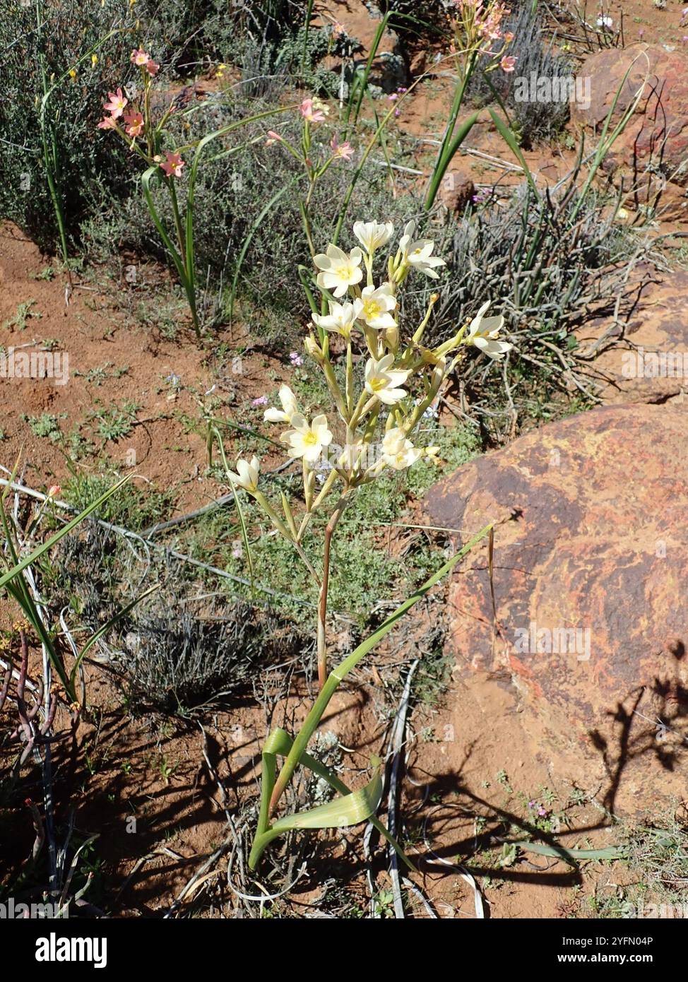 Two-leaved Cape tulip (Moraea miniata Stock Photo - Alamy