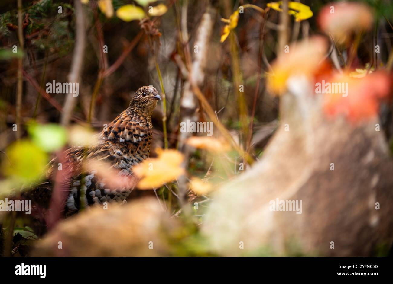 Parc an grouse hi-res stock photography and images - Alamy